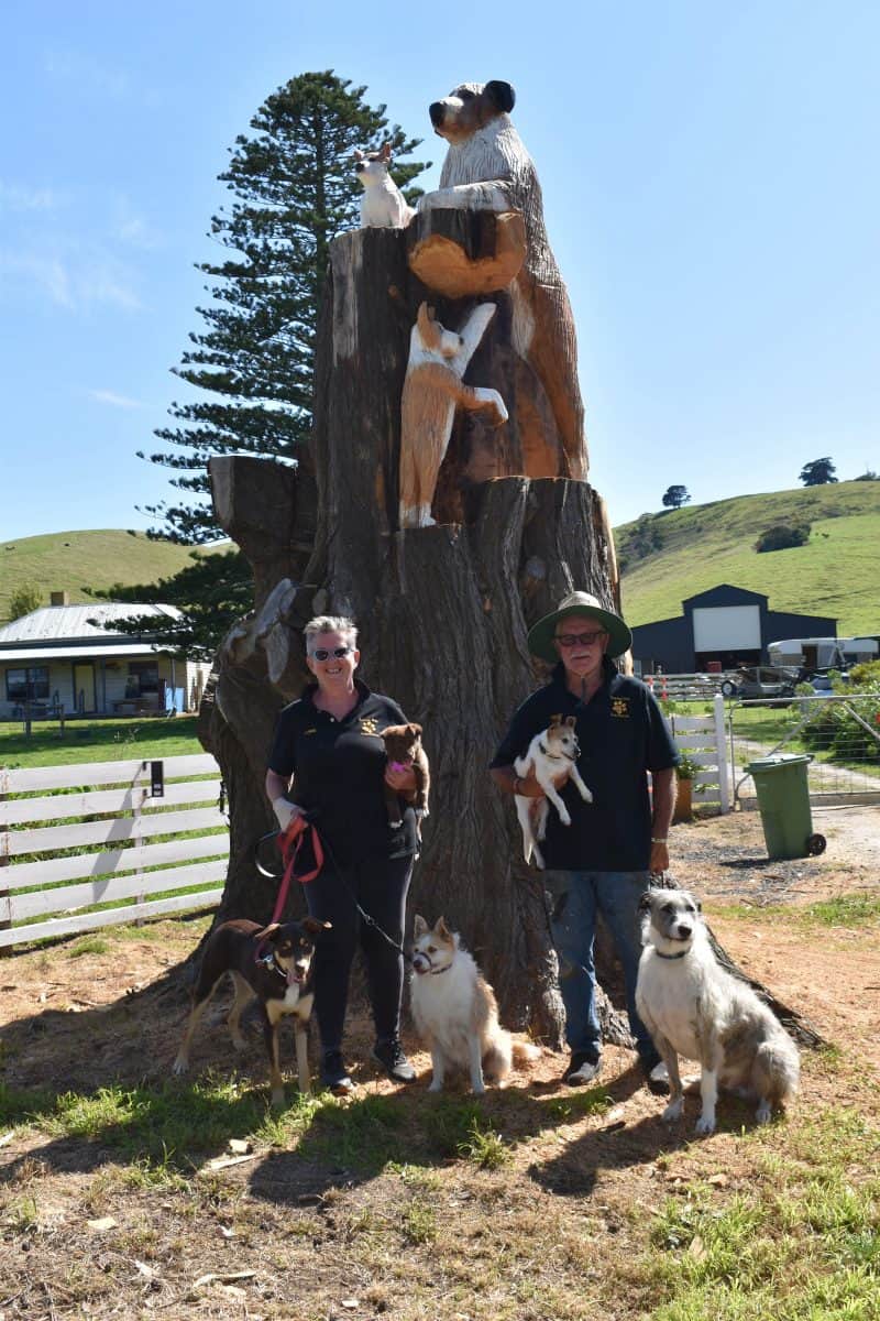 Three and soon four dogs on a Toora tree - Foster Community Online