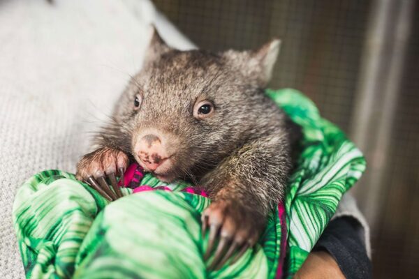 Help for injured wildlife - Foster Community Online